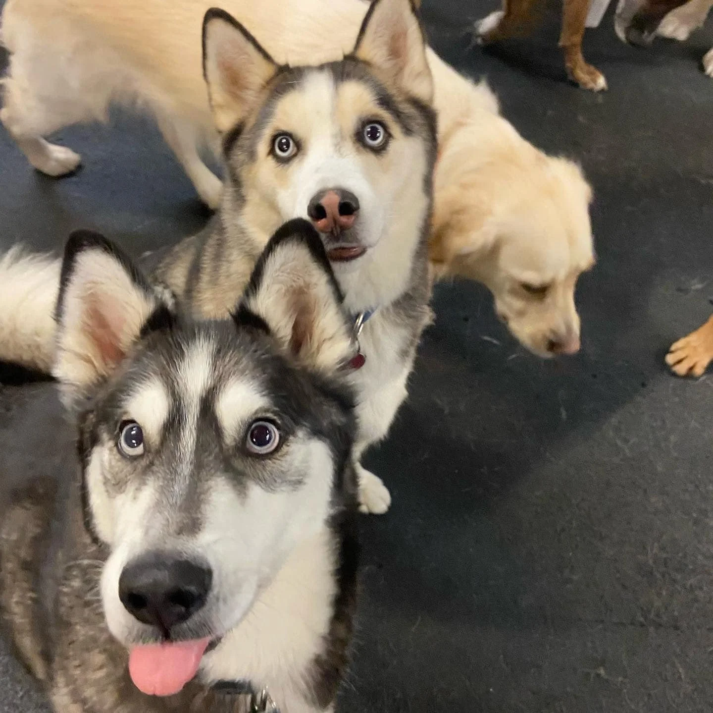 Pawparazzi — Jax Dog Drop