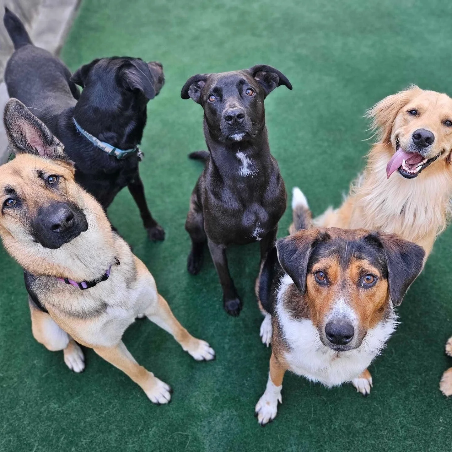 Pawparazzi — Jax Dog Drop