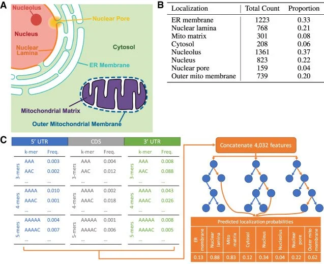 RNA-GPS predicts high-resolution RNA subcellular localization and ...