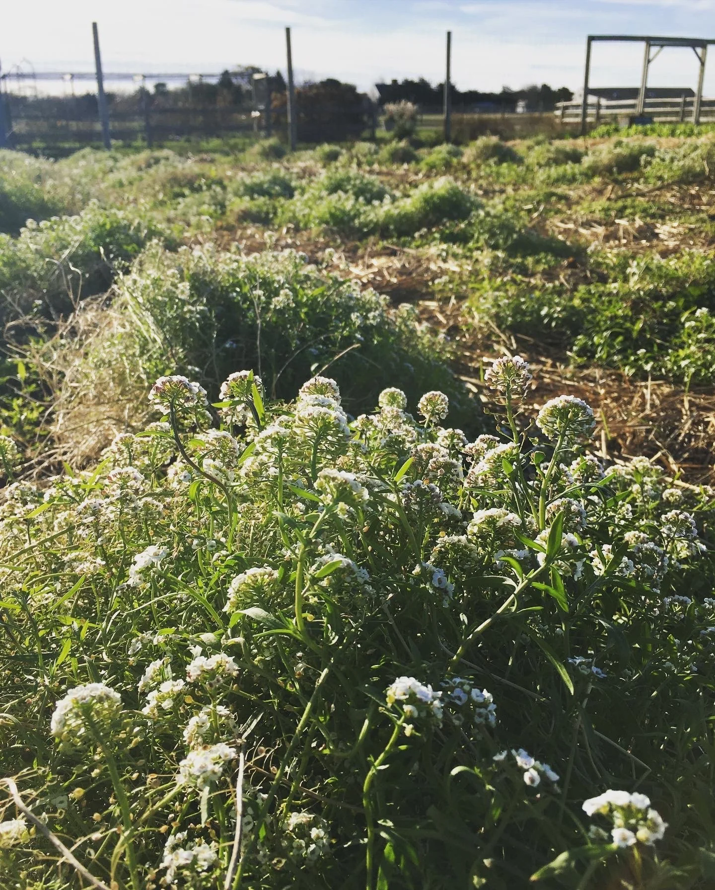 Garden — Slough Farm