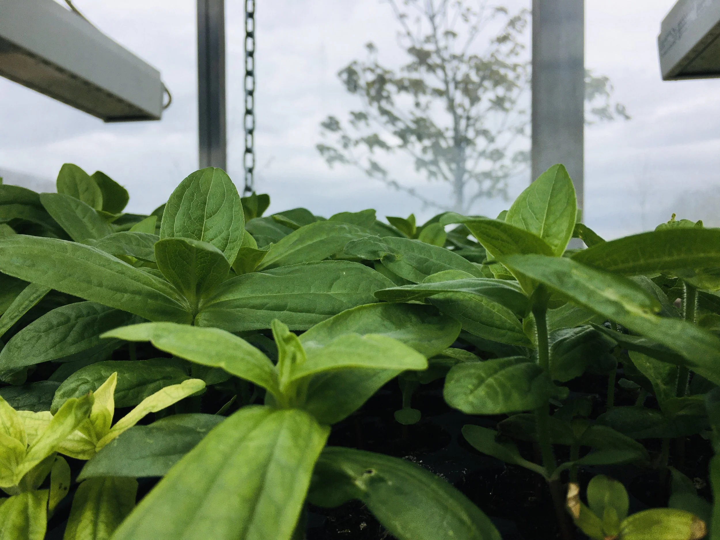 Garden — Slough Farm