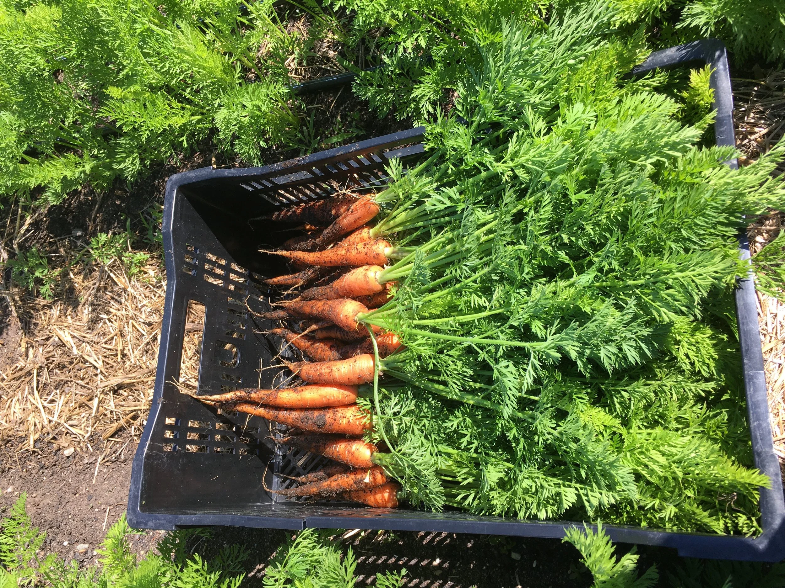 Garden — Slough Farm