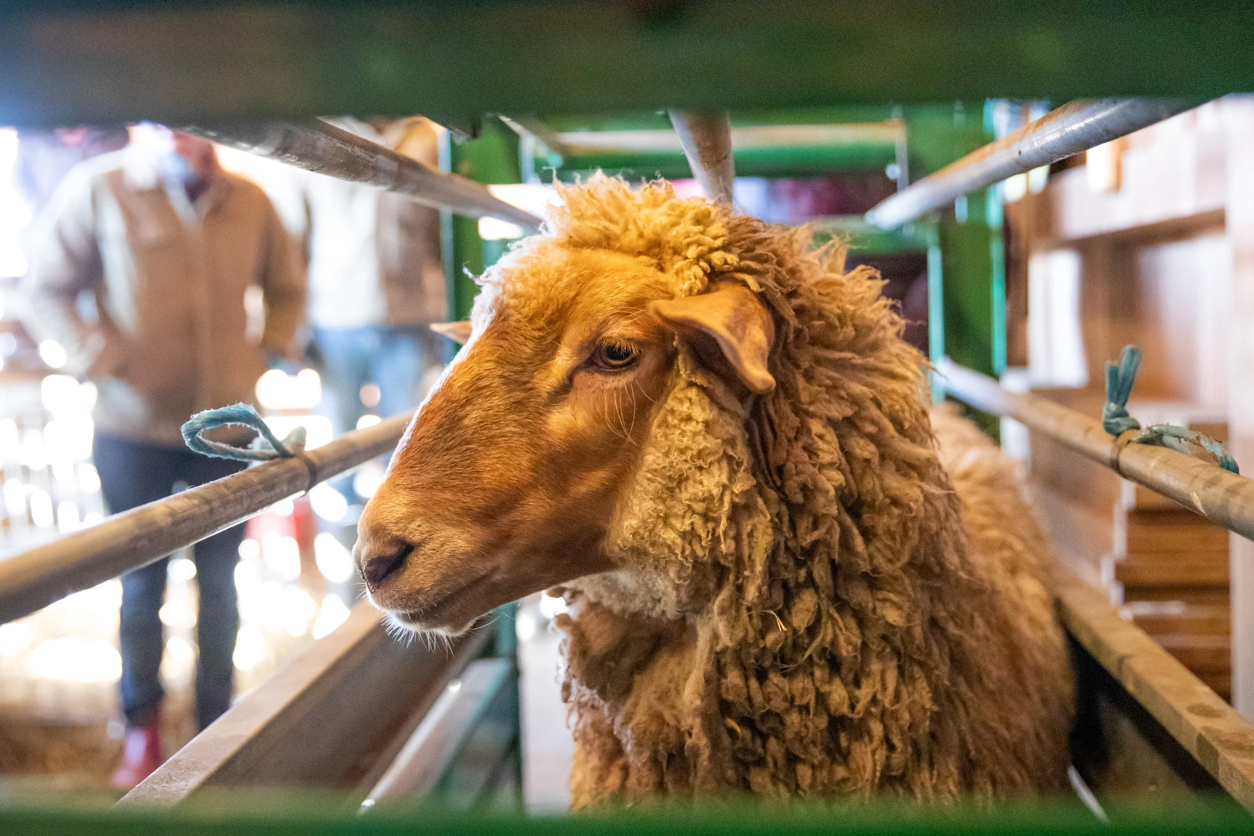 Livestock — Slough Farm