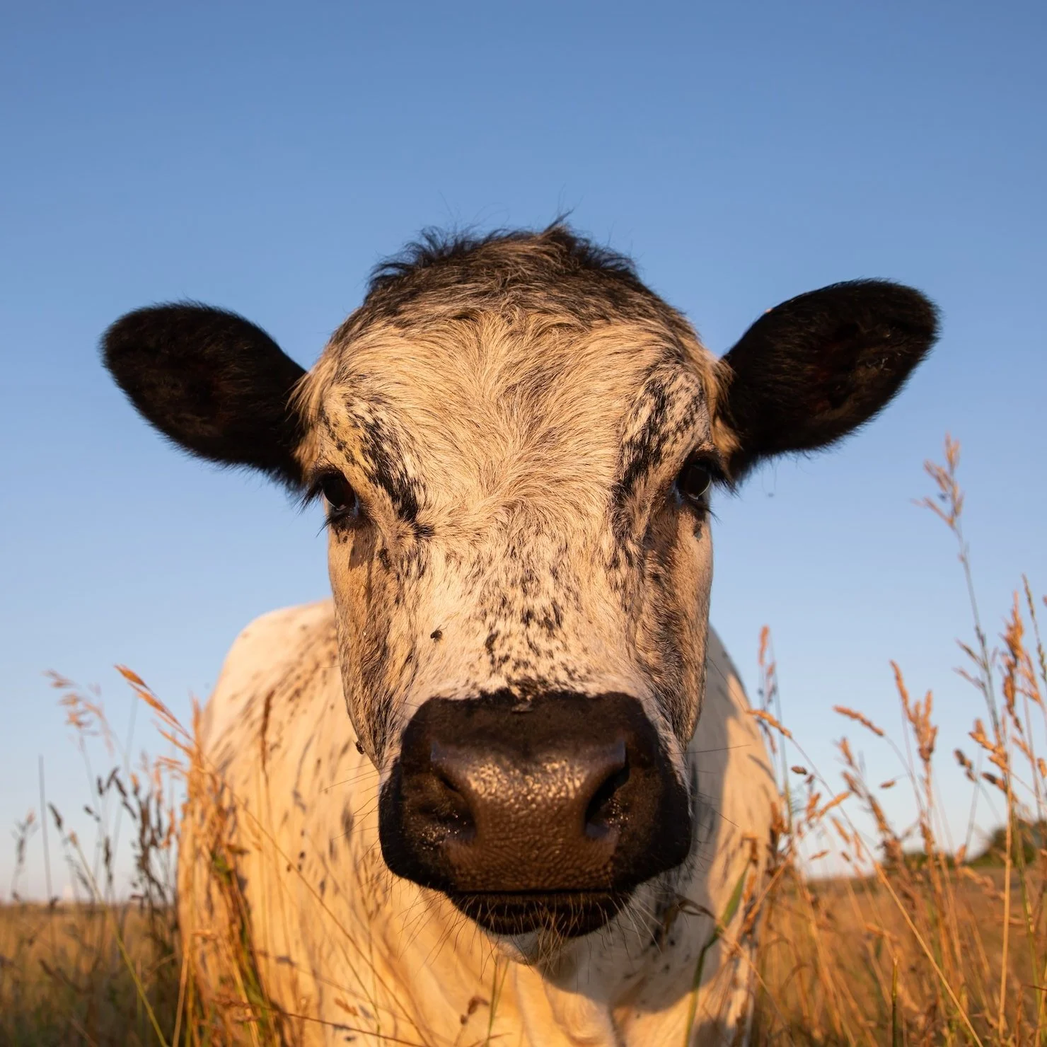 Our team — Slough Farm