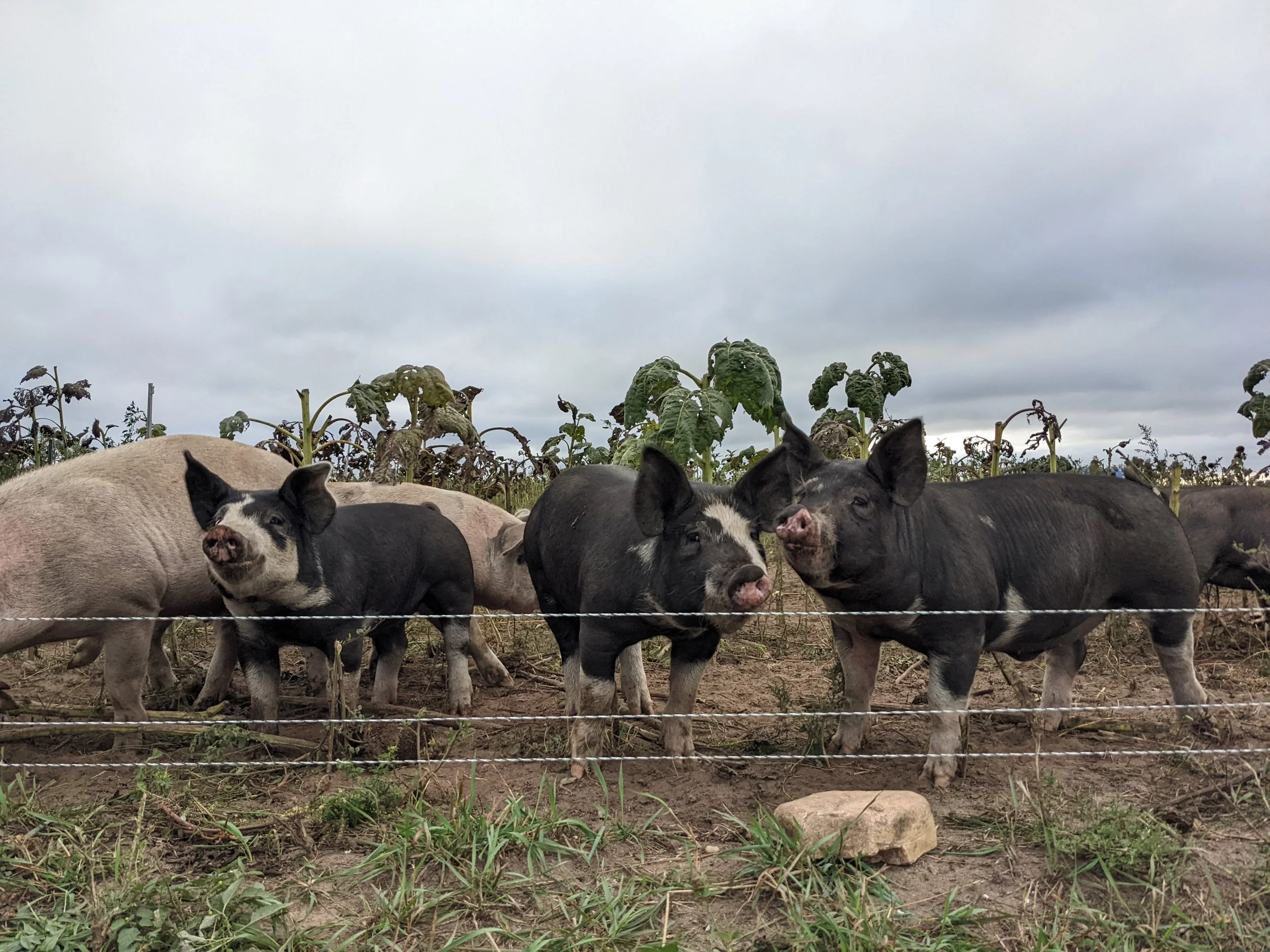 Katama Farm — Slough Farm