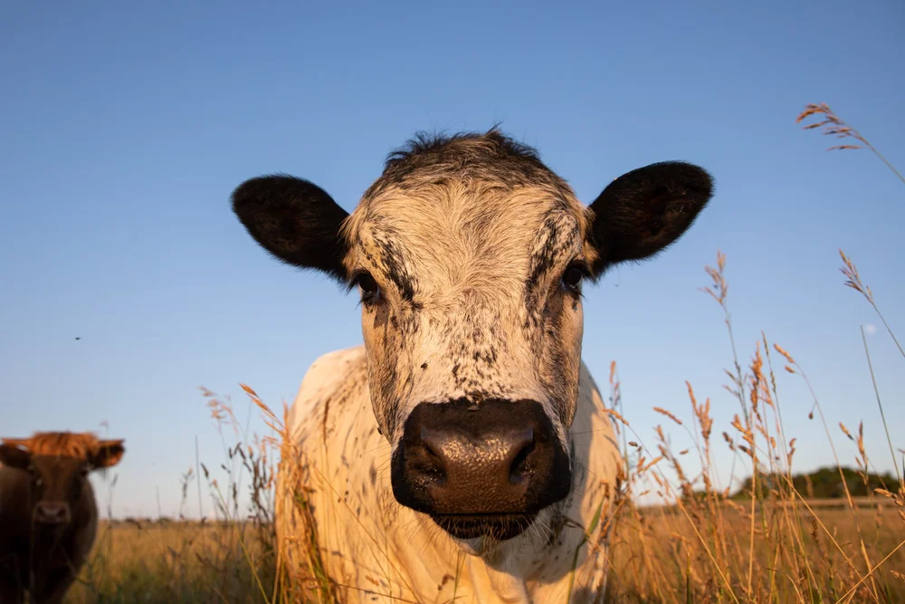 Livestock — Slough Farm