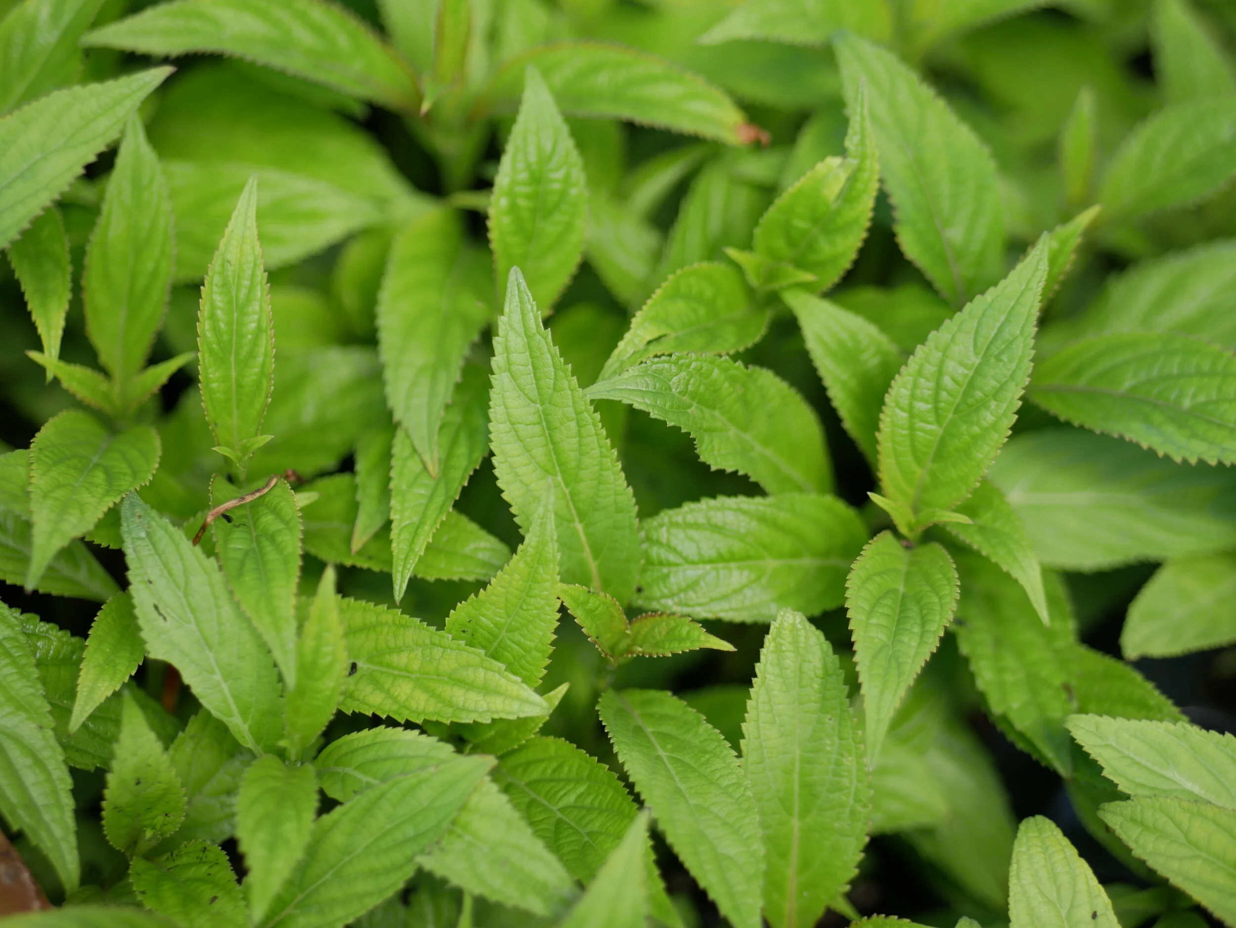 Plants For Sale — Hmong Specialty Plants & Herbs