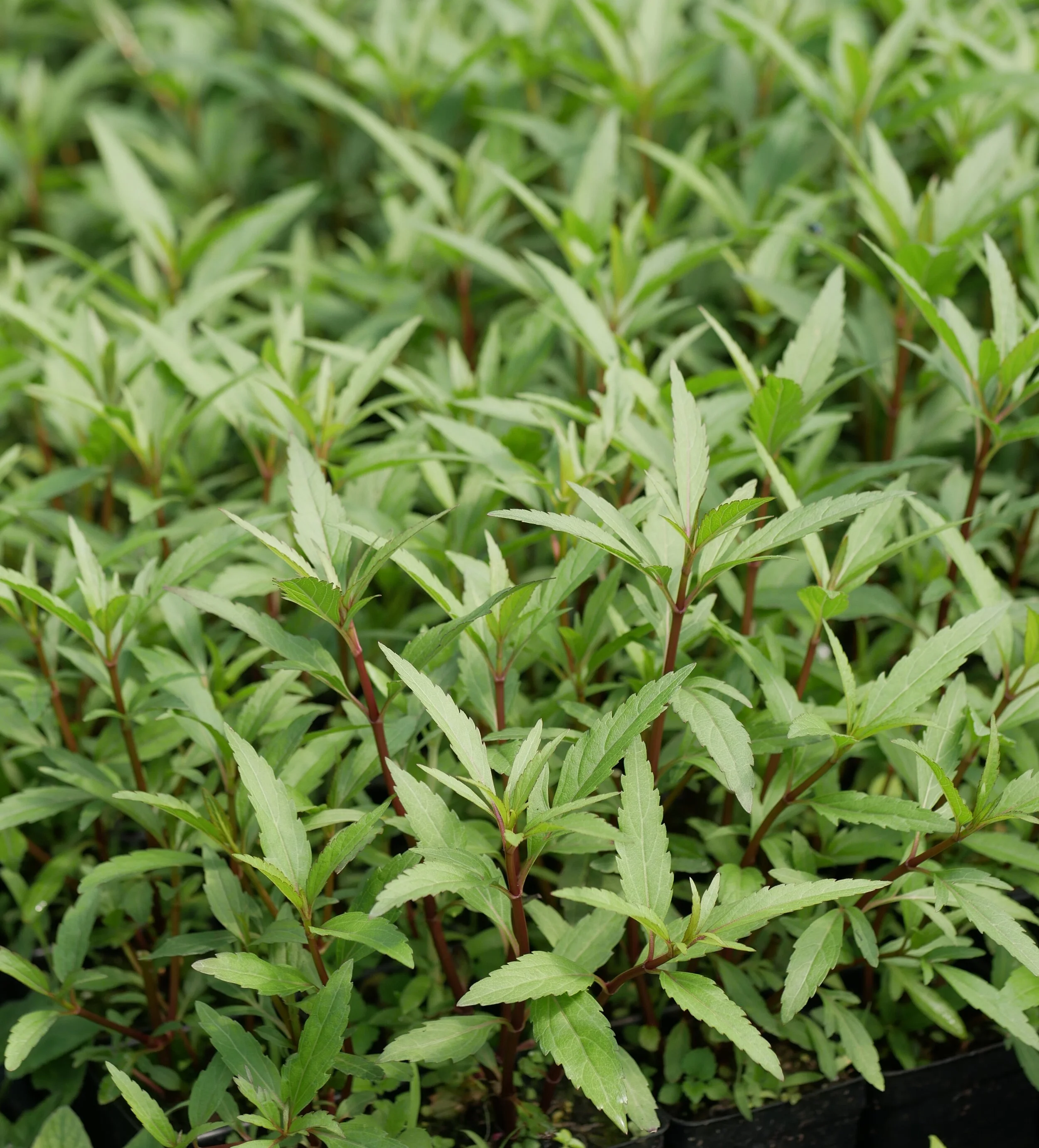 Hmong Medicinal Chicken Herb Starter Package - Tshuaj Rau Qaib Package ...