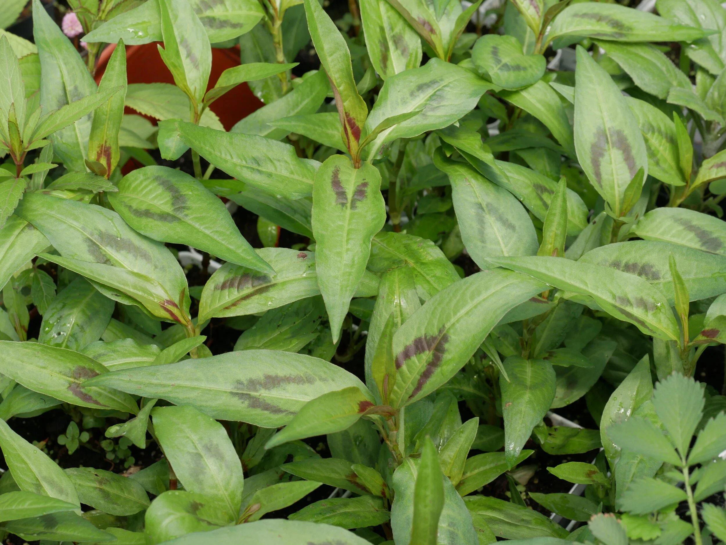 Plants For Sale — Hmong Specialty Plants & Herbs