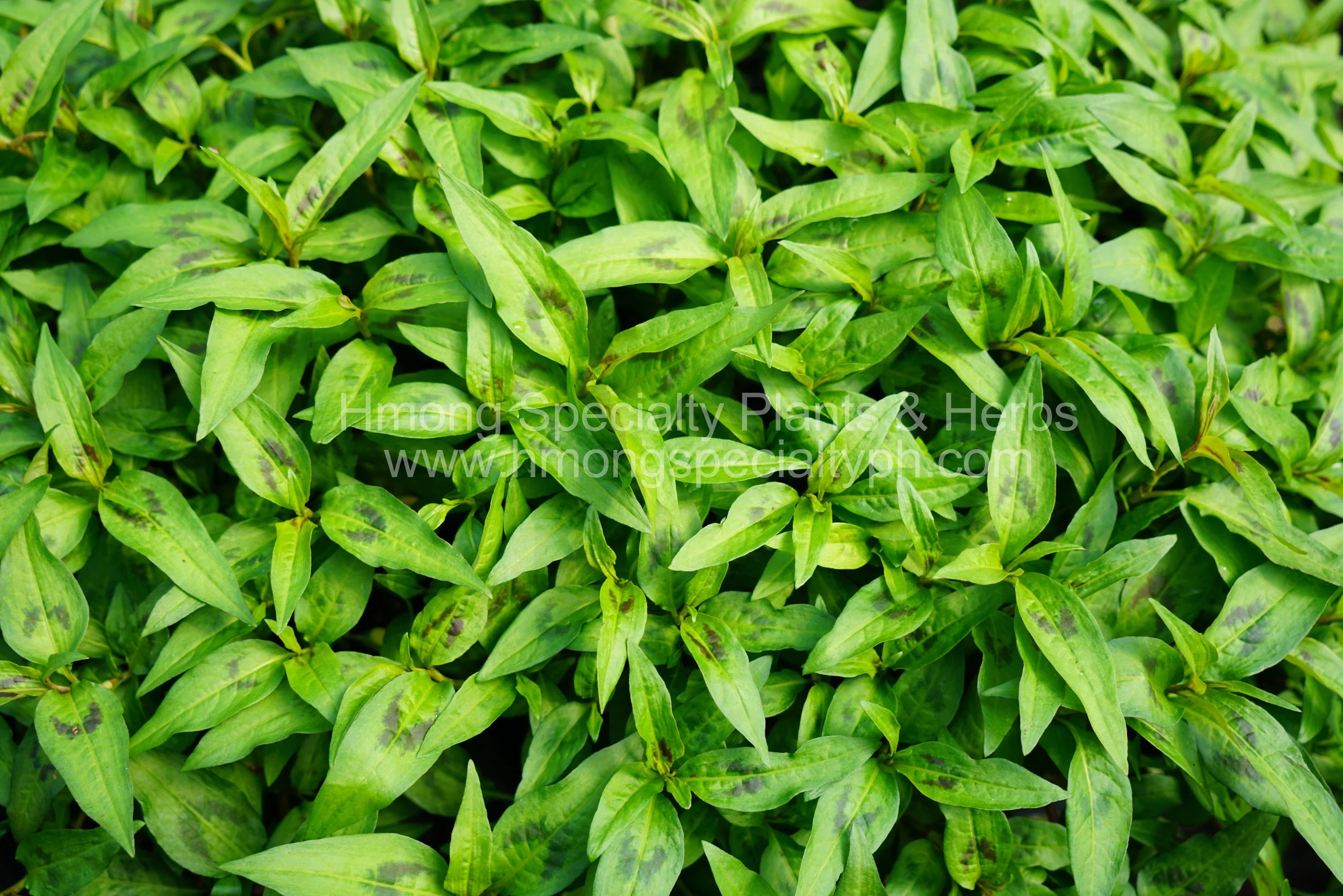 Hmong Specialty Plants & Herbs