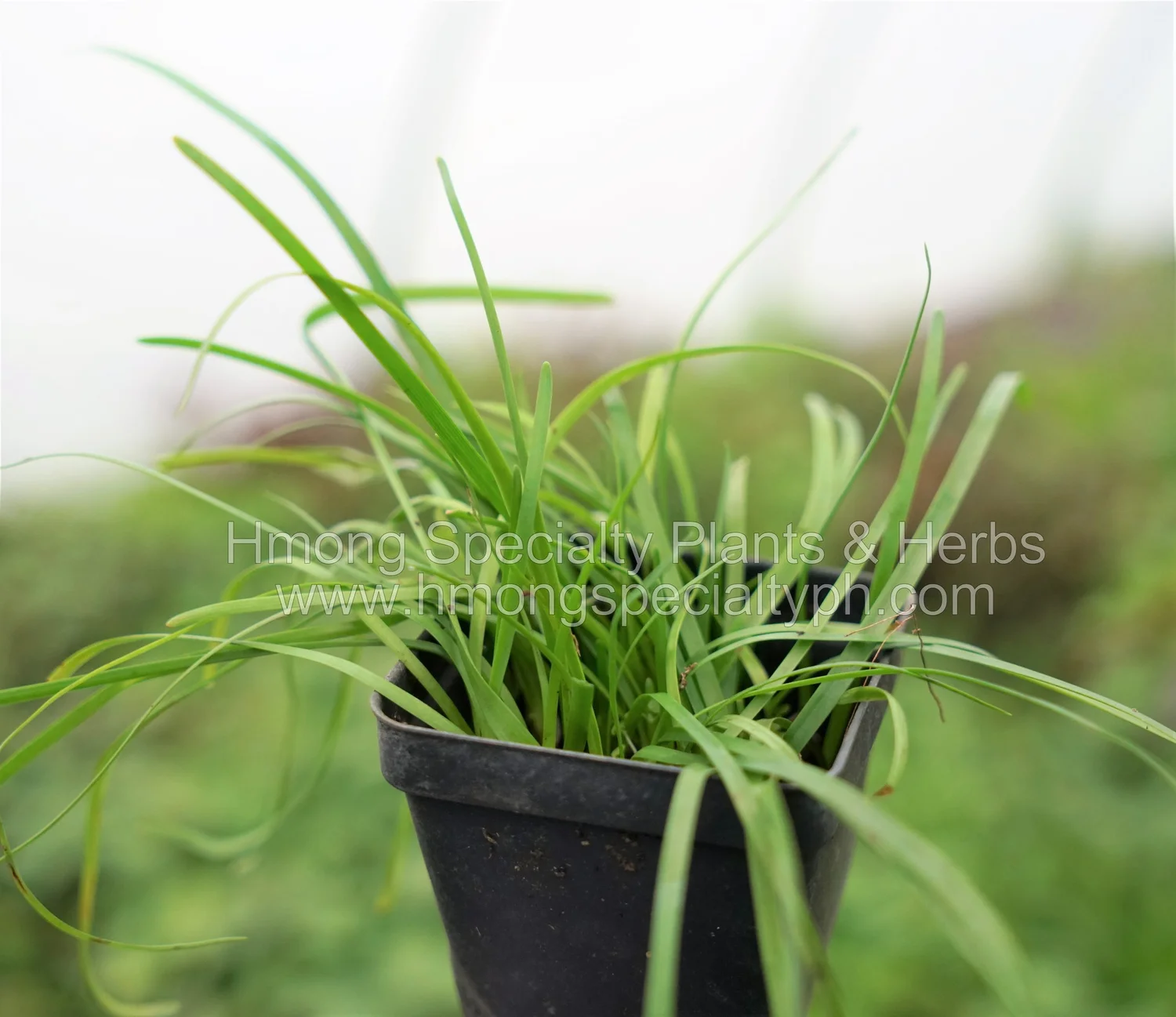 Hmong Specialty Plants & Herbs
