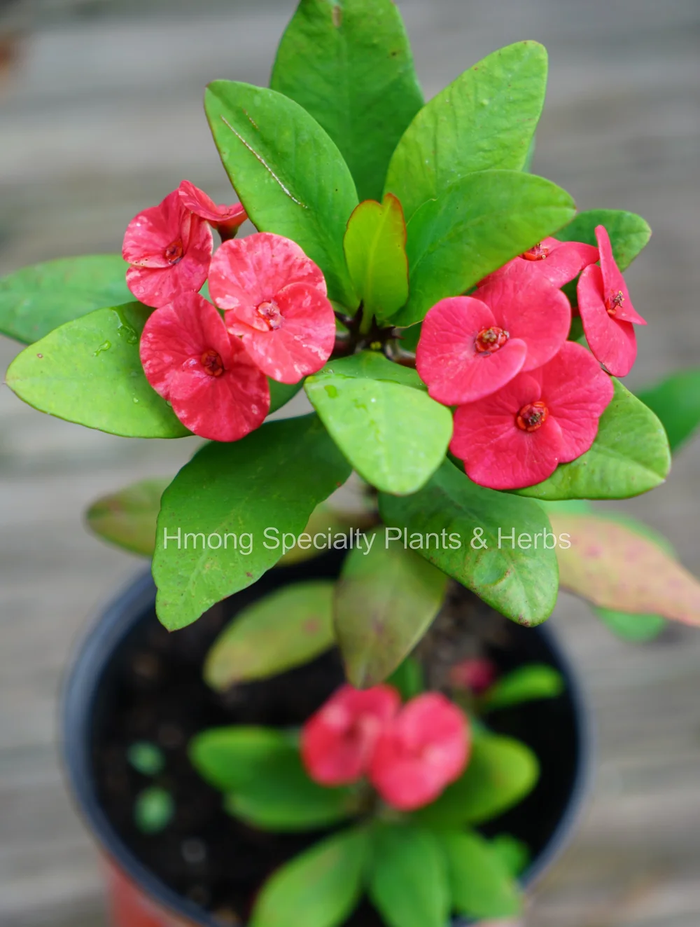 Hmong Specialty Plants & Herbs