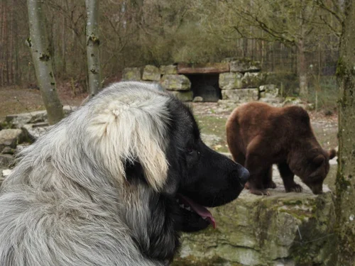 Can Great Pyrenees Kill Coyote