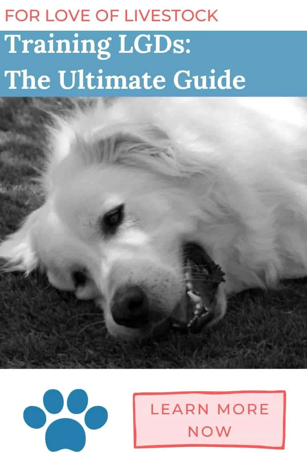 Are Lgd Dogs Hard To Train