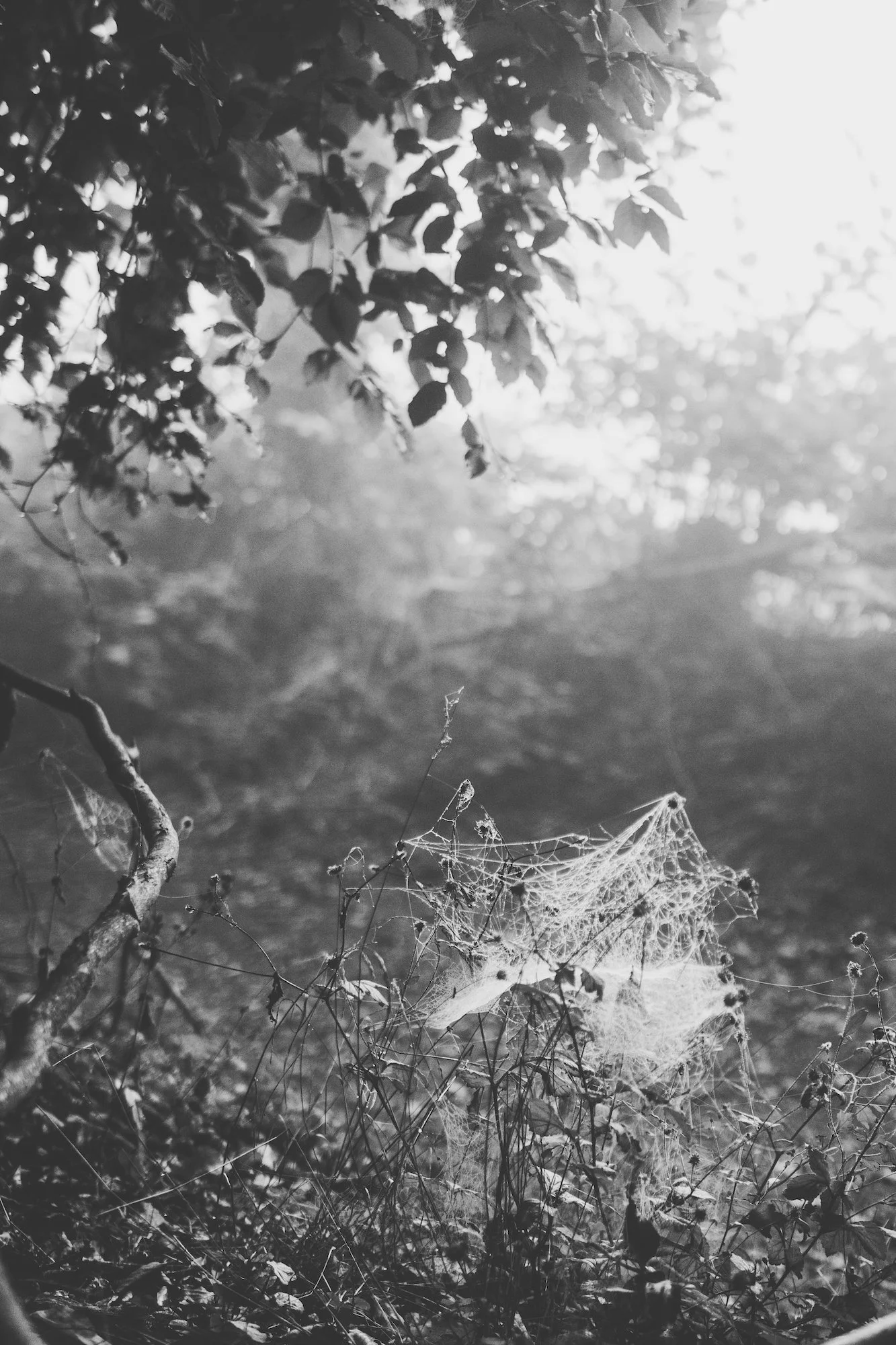 In Conversation with Laura Pashby — Cunning Folk Magazine