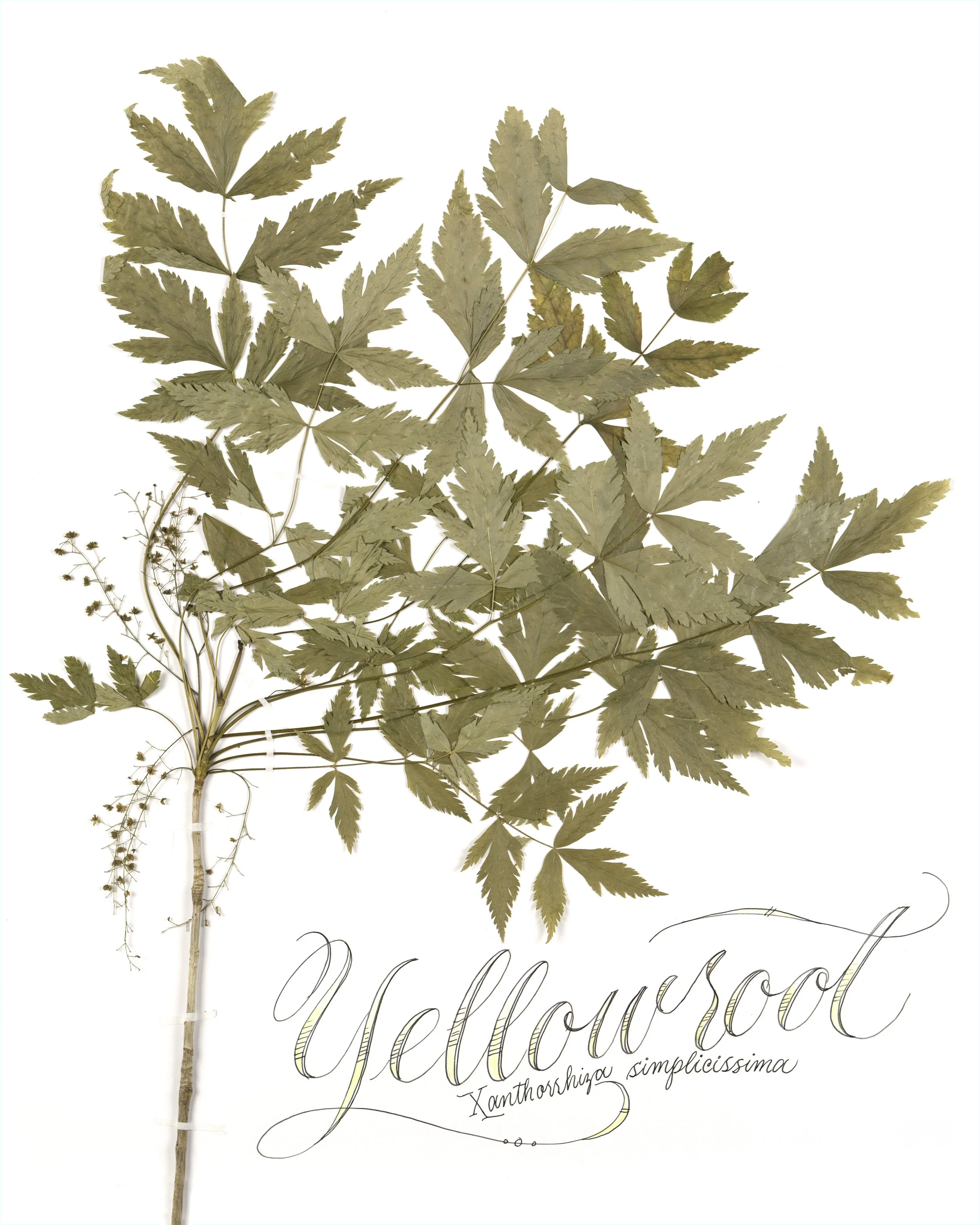 Botanical Illustration and Printmaking with Native Herbs and ...