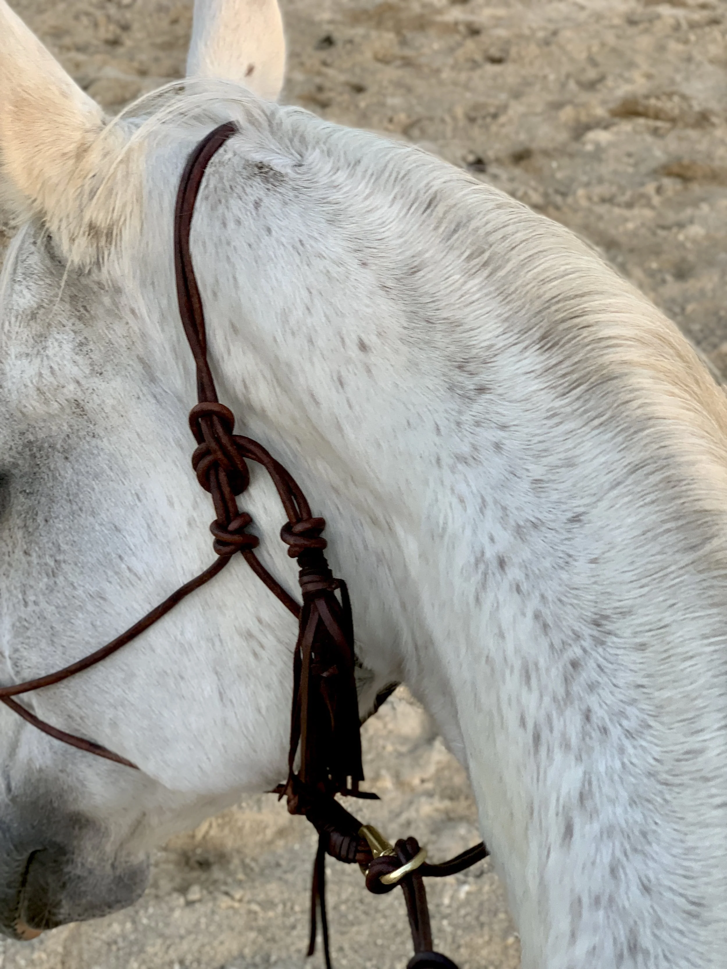 Leather Horseman-Natural Horsemanship Horseman's Leather Halter ...