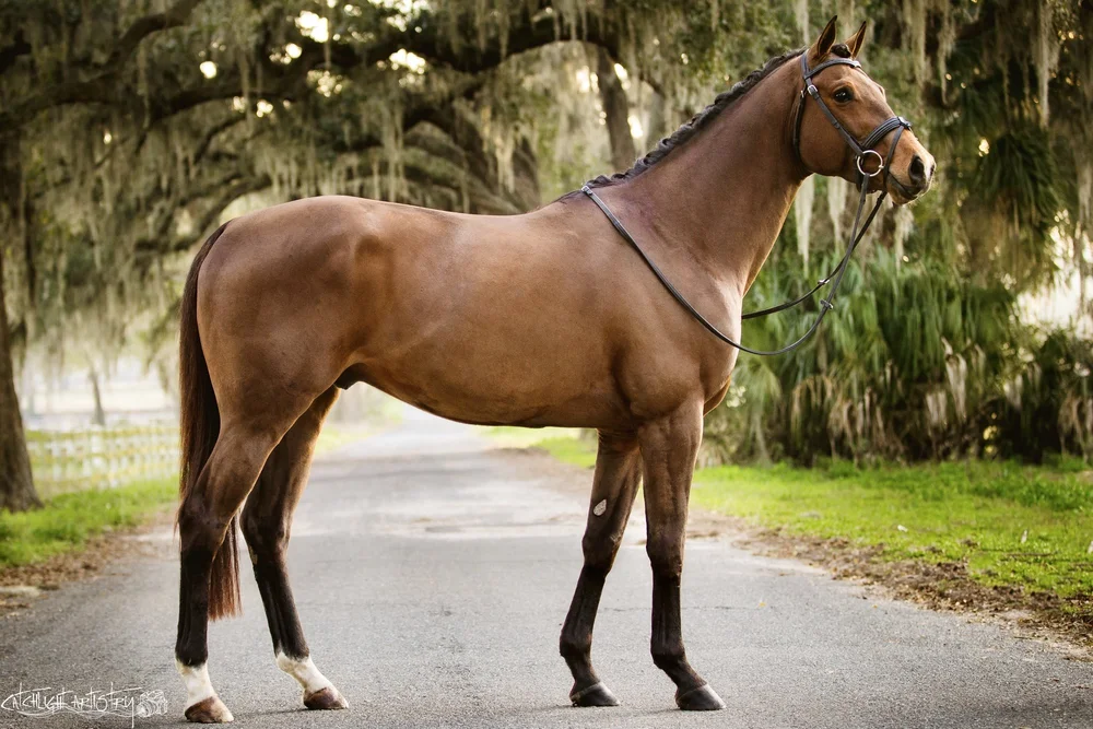 Raven Sky — M-S Sporthorses