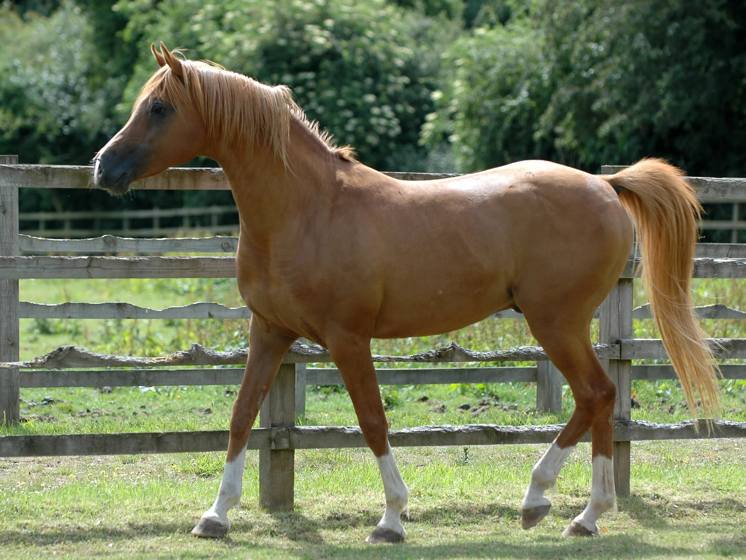 Stallions — Binley Arabian Stud
