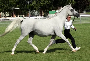 Crabbet — Binley Arabian Stud