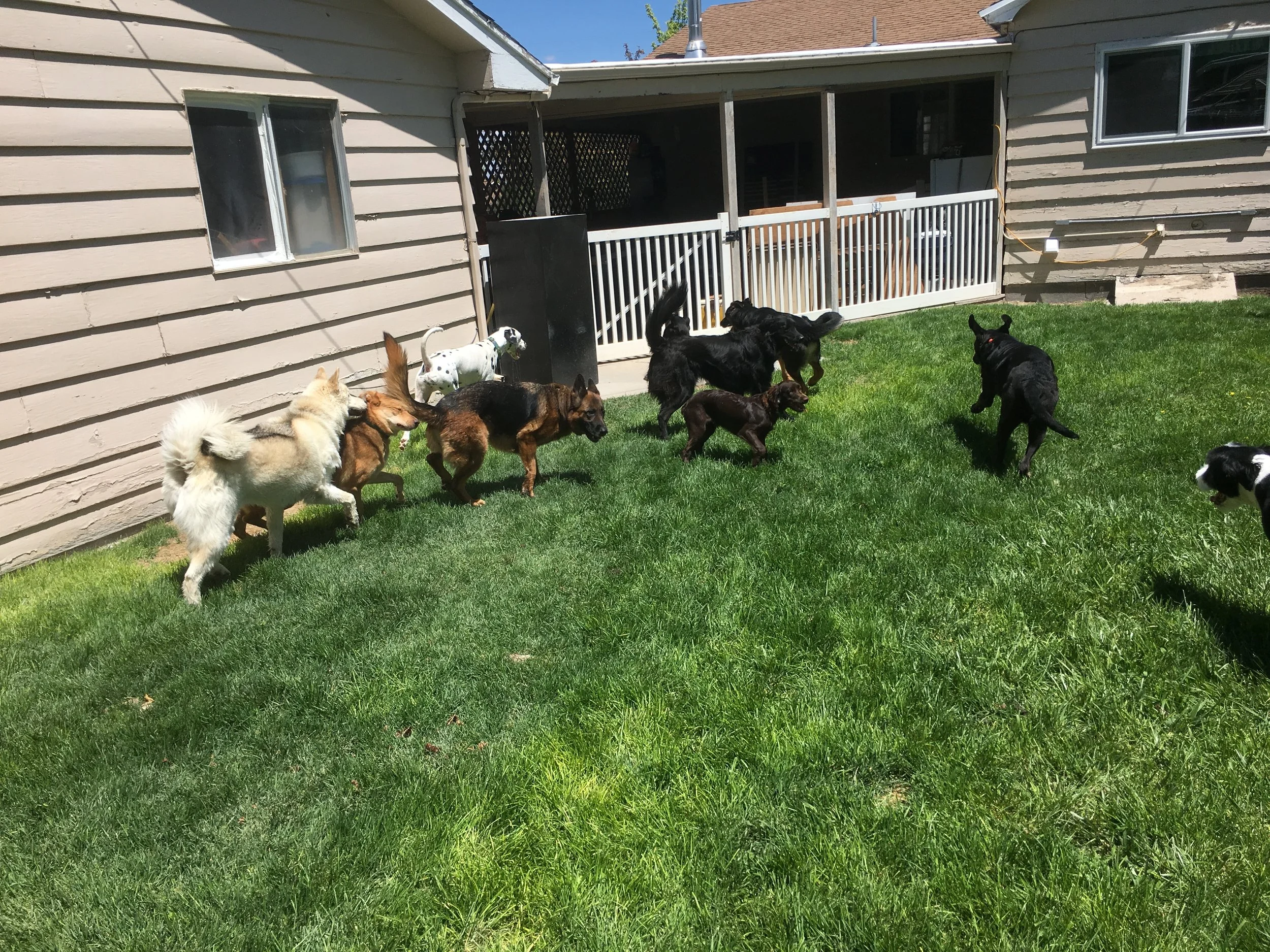 Dog & Cat Boarding — Saragold Kennels