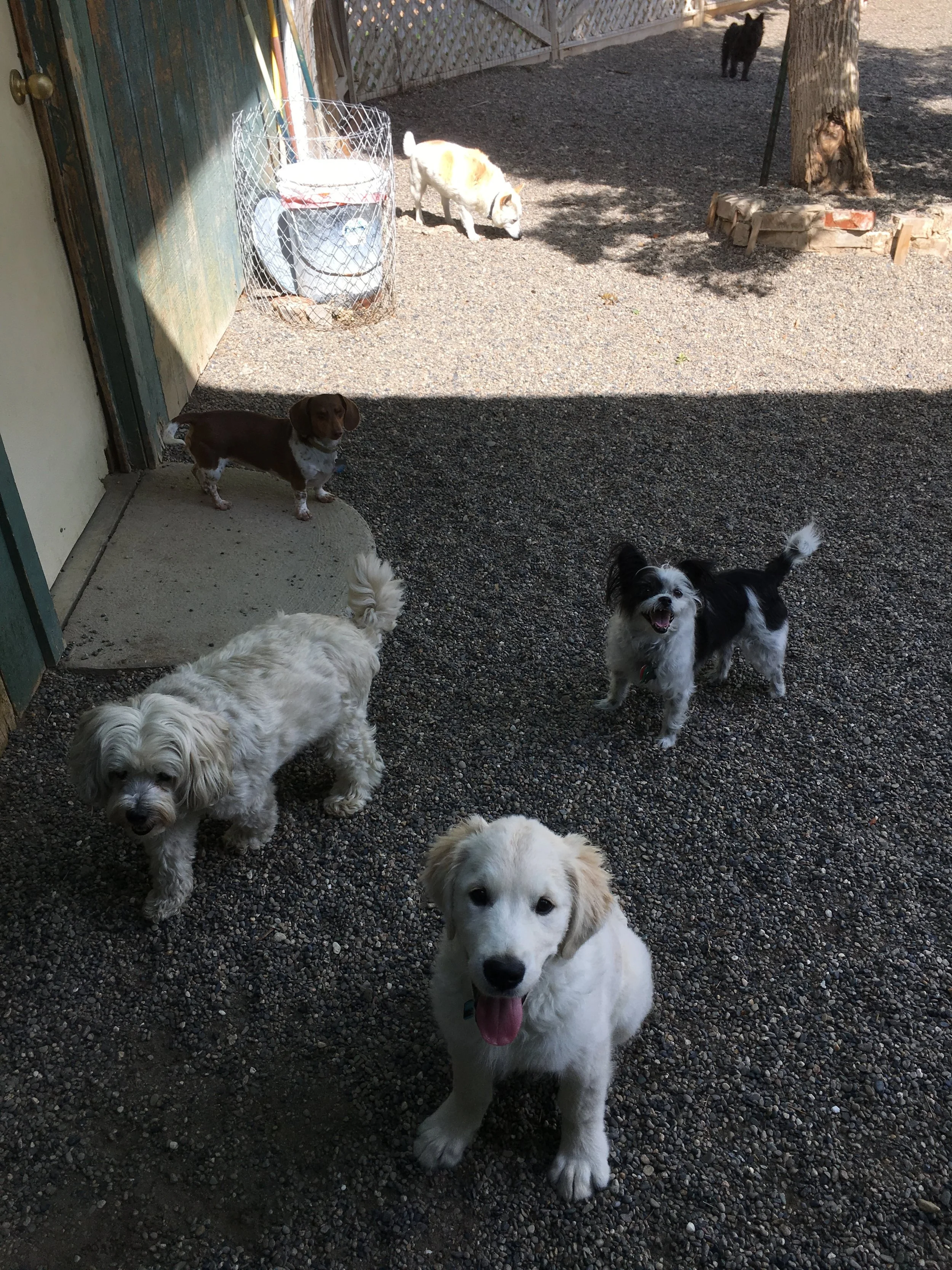 Dog & Cat Boarding — Saragold Kennels