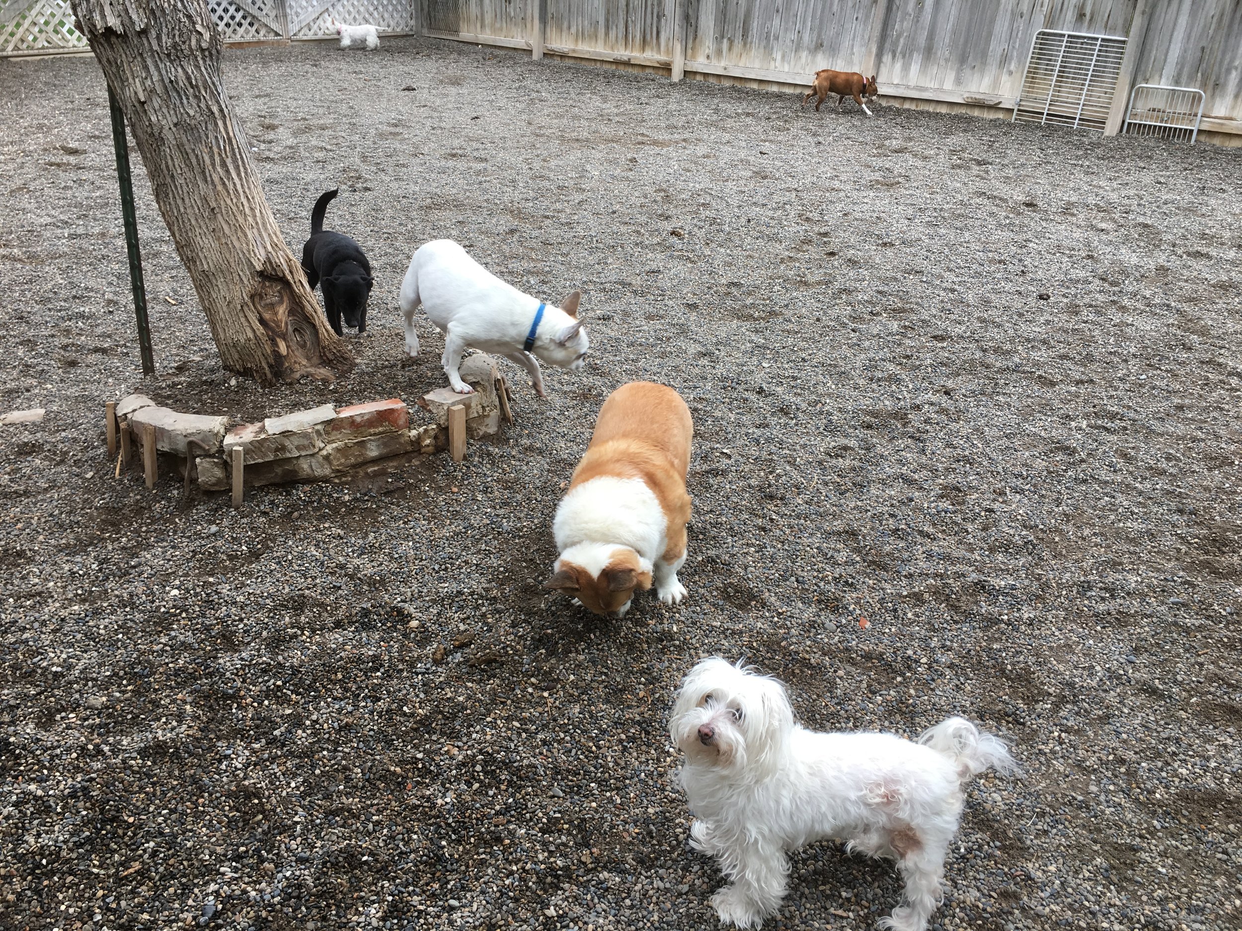 Dog & Cat Boarding — Saragold Kennels