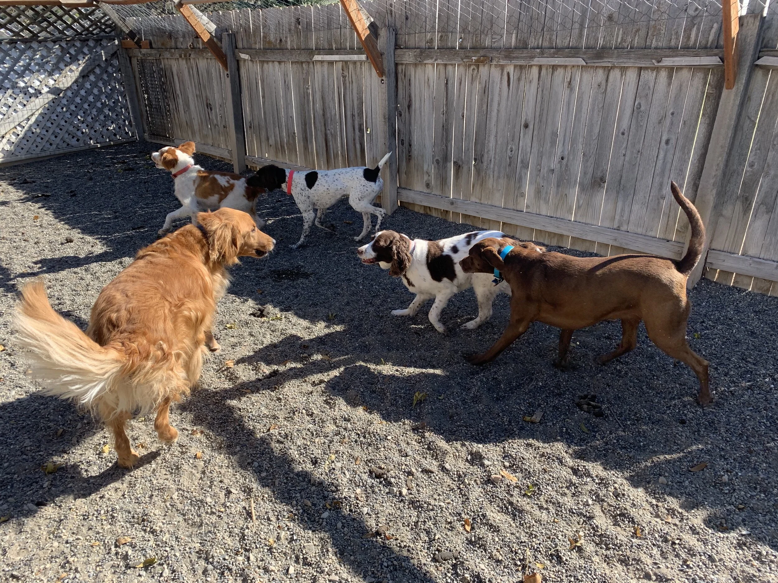 Dog & Cat Boarding — Saragold Kennels