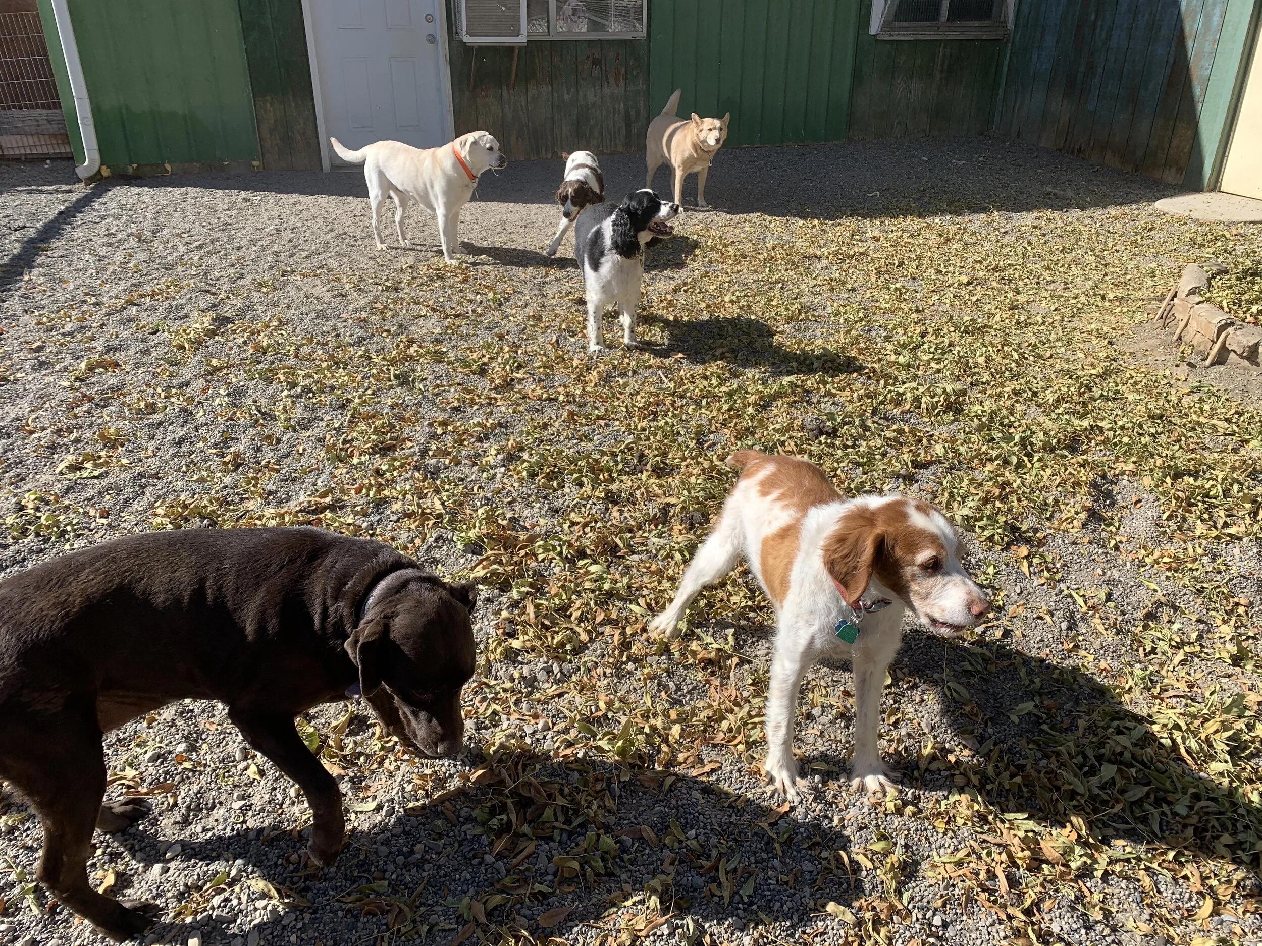Dog & Cat Boarding — Saragold Kennels