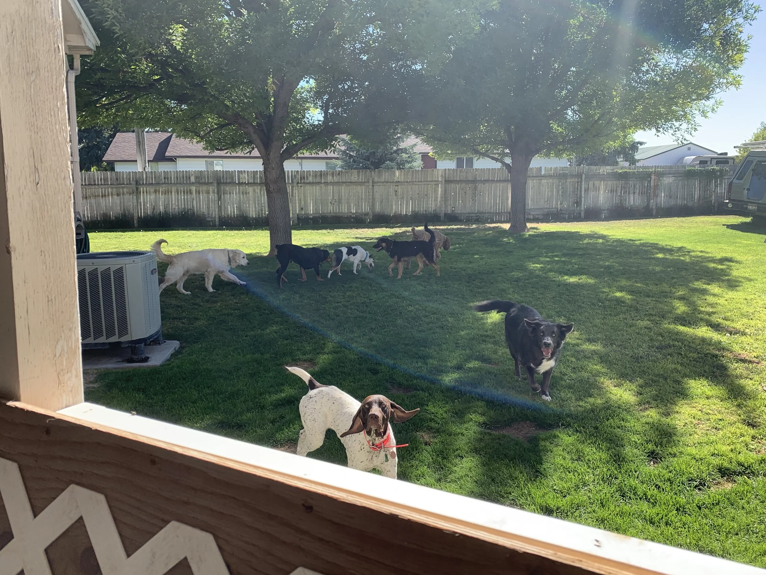 Dog & Cat Boarding — Saragold Kennels