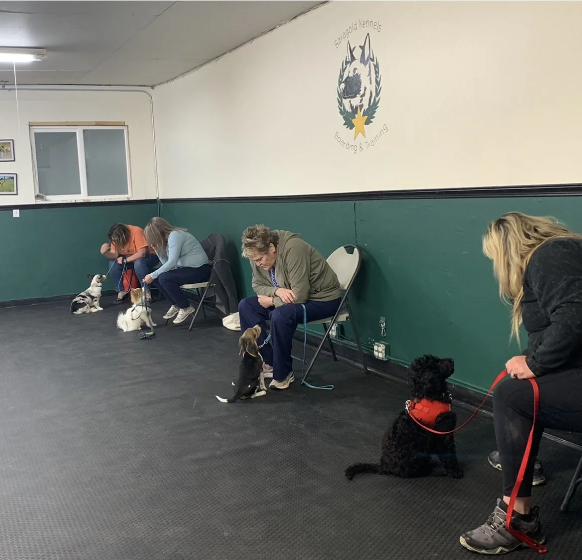 Group Dog Training — Saragold Kennels