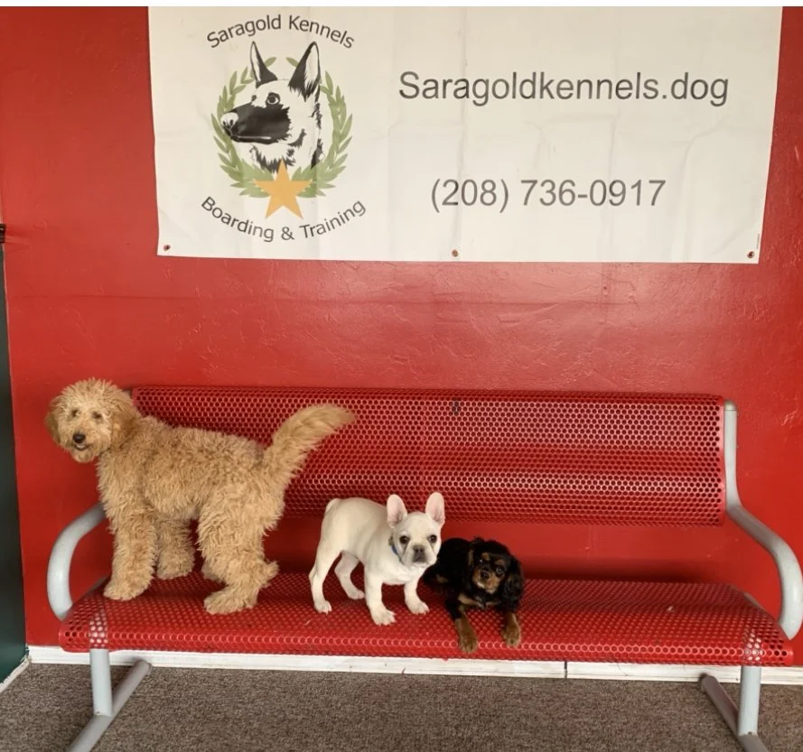 Saragold Kennels