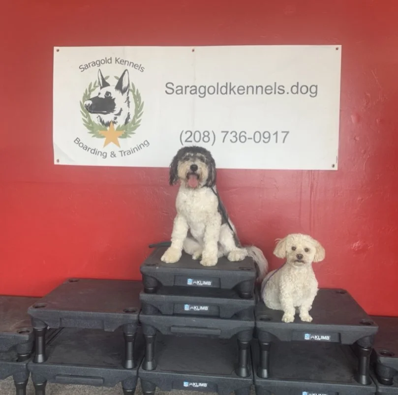 Saragold Kennels