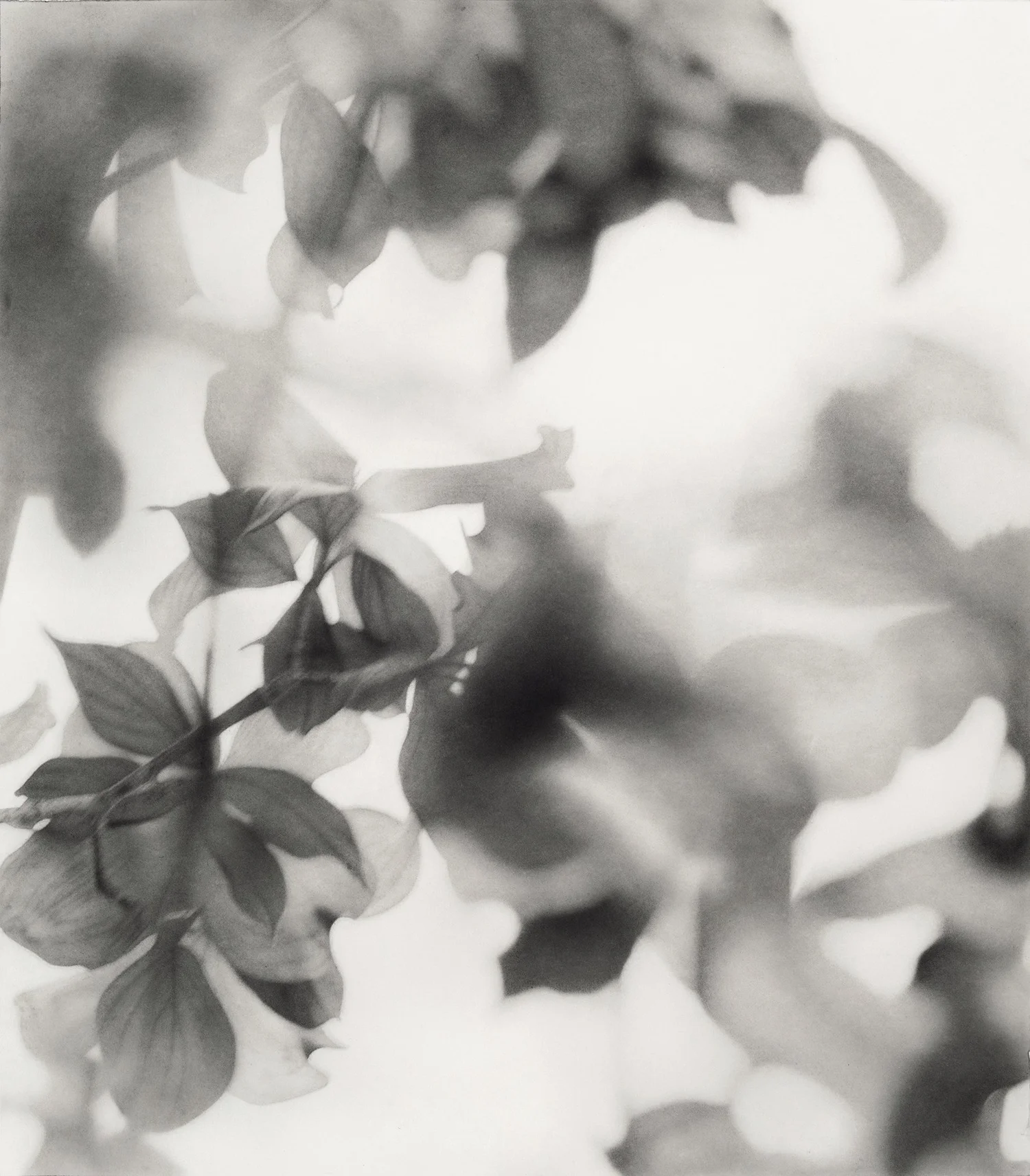 Black & White — GRACE DINES