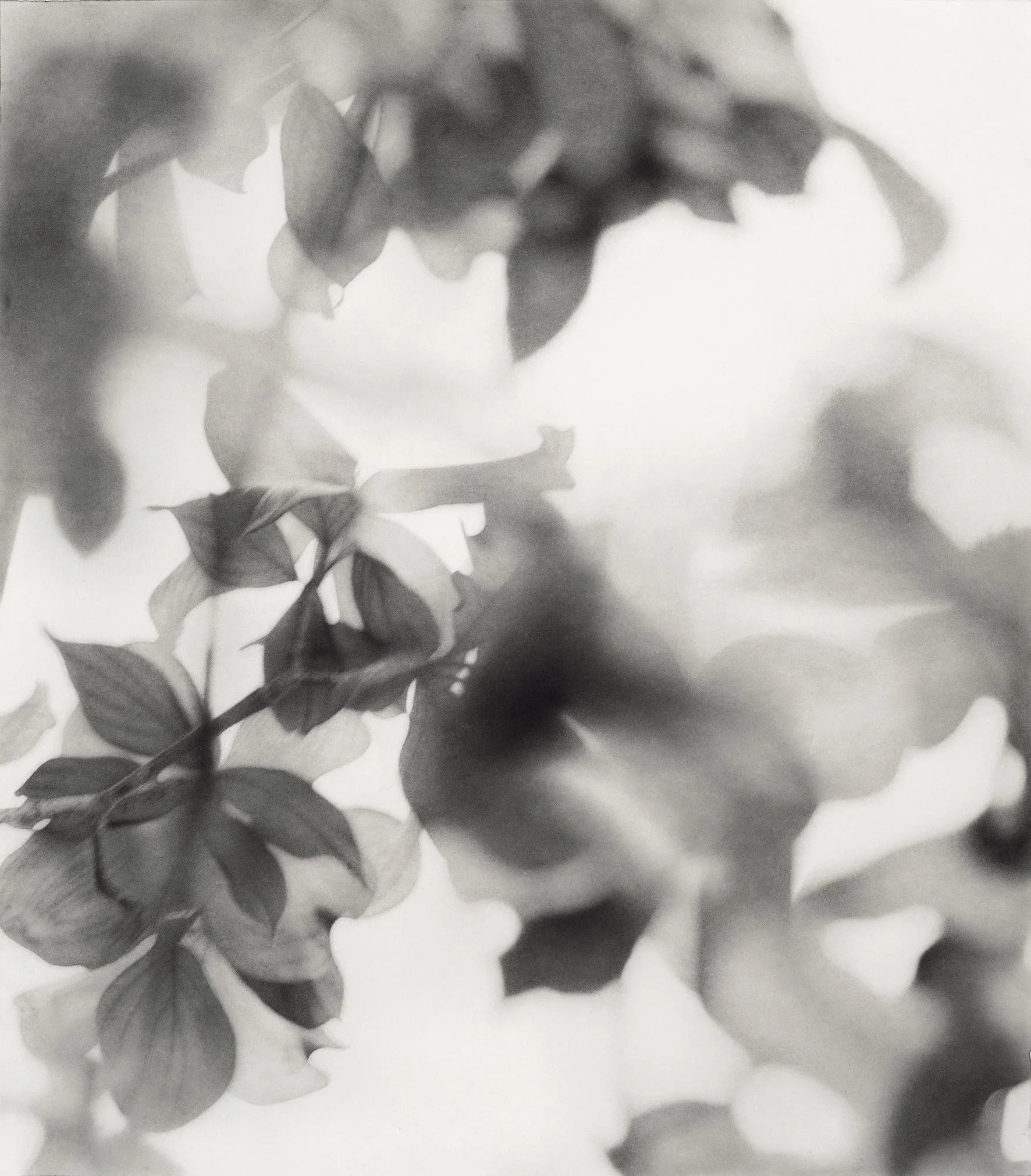 Black & White — GRACE DINES