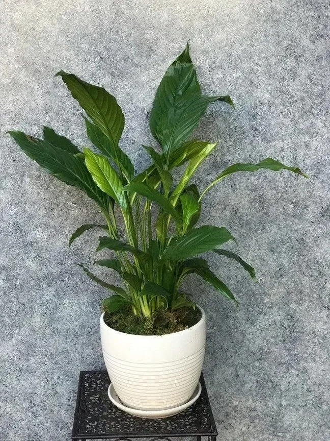 Bromeliad Plant — Marin flowers