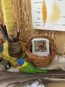 Birds and Feathers Investigation — My Teaching Cupboard