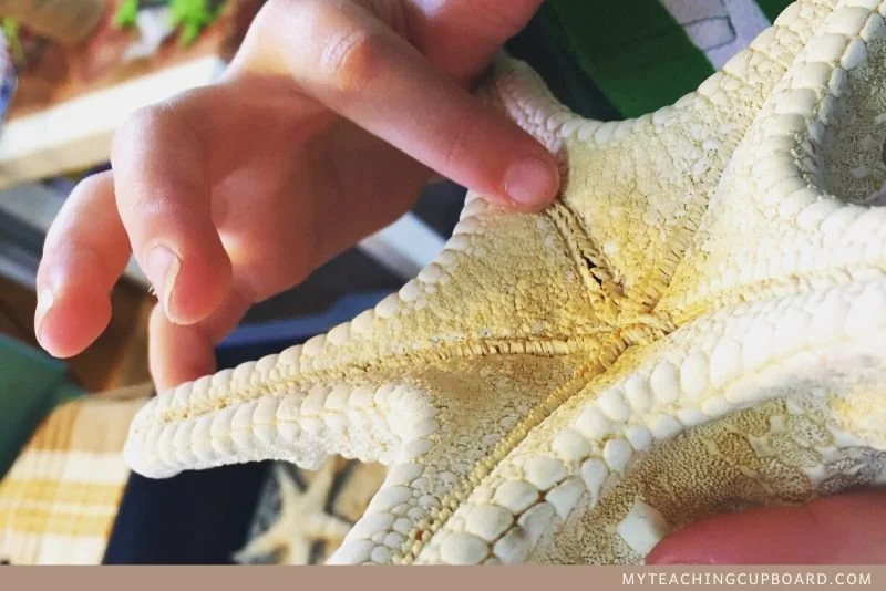 9 Tactile Learning Activities for the Kindergarten Classroom — My ...