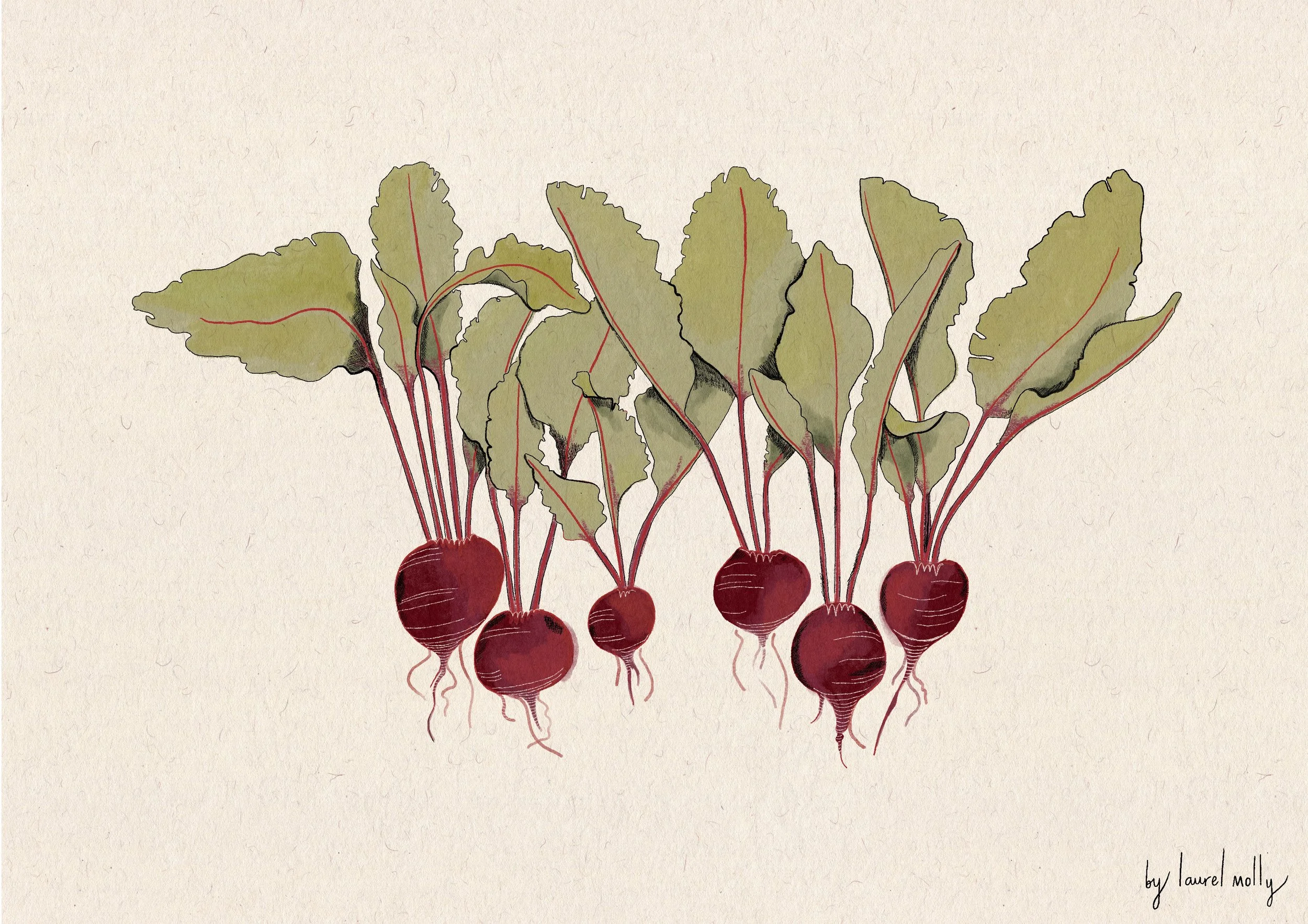 Botanical Drawing Beet