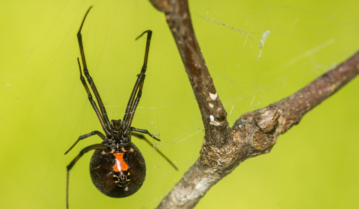 Black Widows in Montana: Facts, Identification & Prevention — Kodiak ...