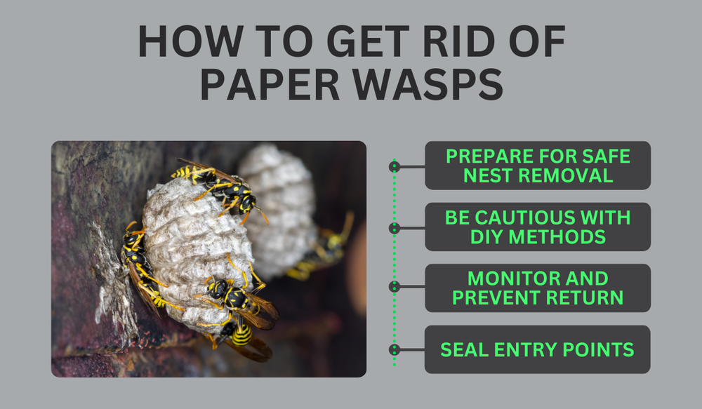 How to Get Rid of Paper Wasps in the Big Horn Basin — Kodiak Pest & Lawn