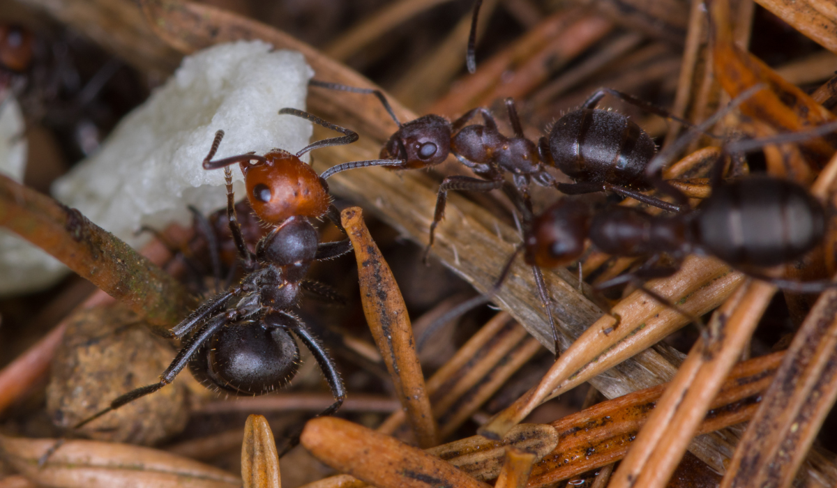 Identifying Red Ants in Wyoming: Species and Tips — Kodiak Pest & Lawn
