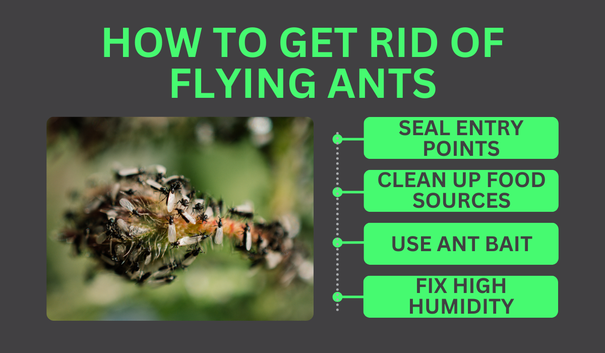 What You Need to Know About Flying Ants in Wyoming — Kodiak Pest & Lawn