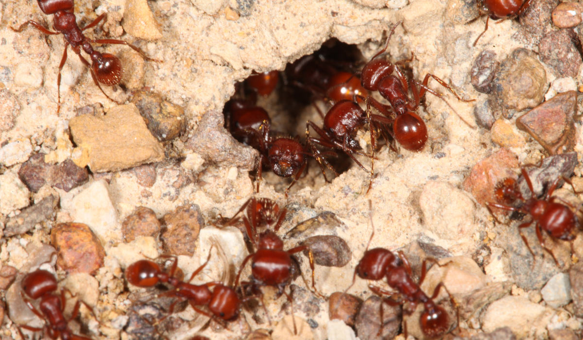 Identifying Red Ants in Wyoming: Species and Tips — Kodiak Pest & Lawn