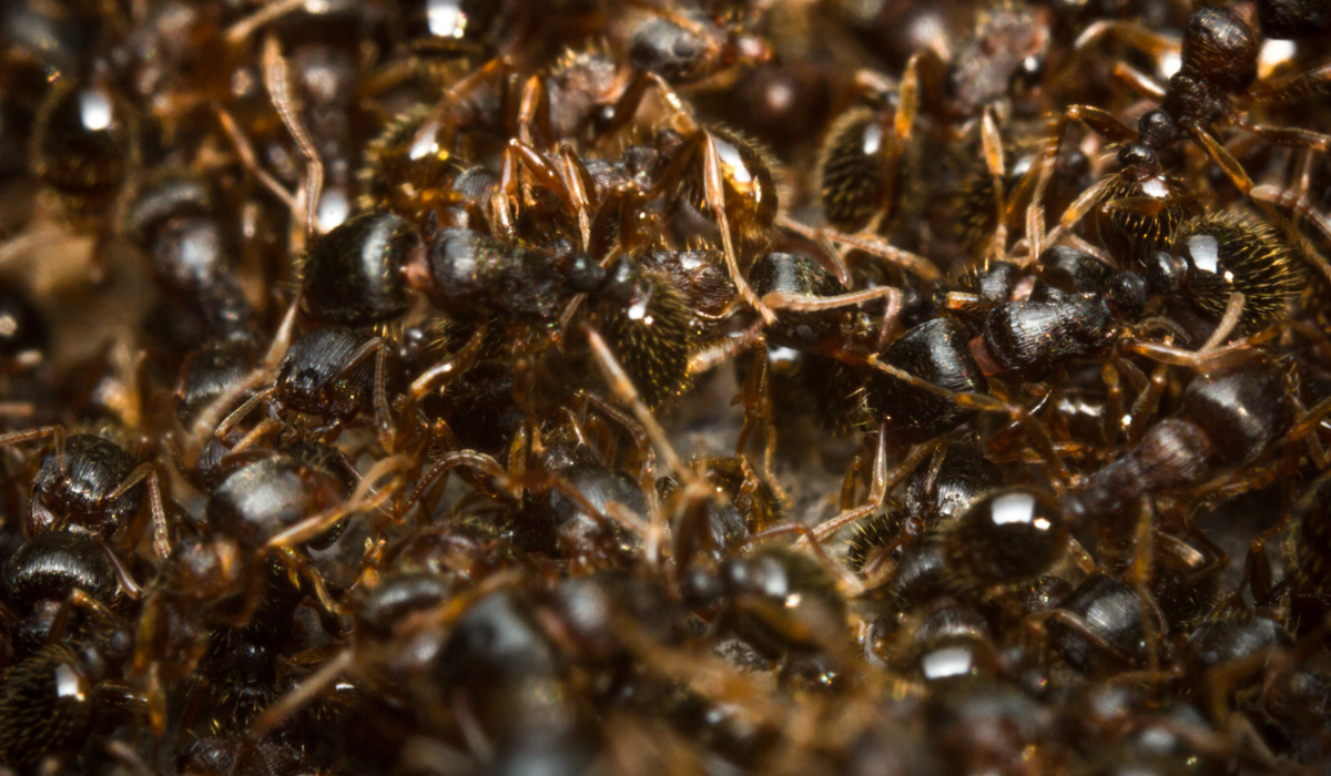 Identifying Red Ants in Wyoming: Species and Tips — Kodiak Pest & Lawn