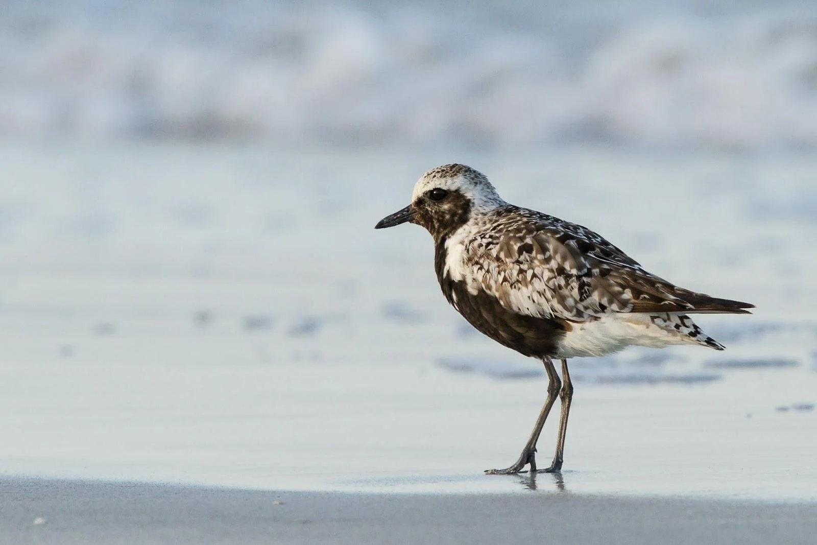 Bird Watcher's Guide to the Beautiful and Strange Birds of Florida ...