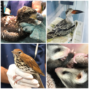 About Us — Pelican Harbor Seabird Station