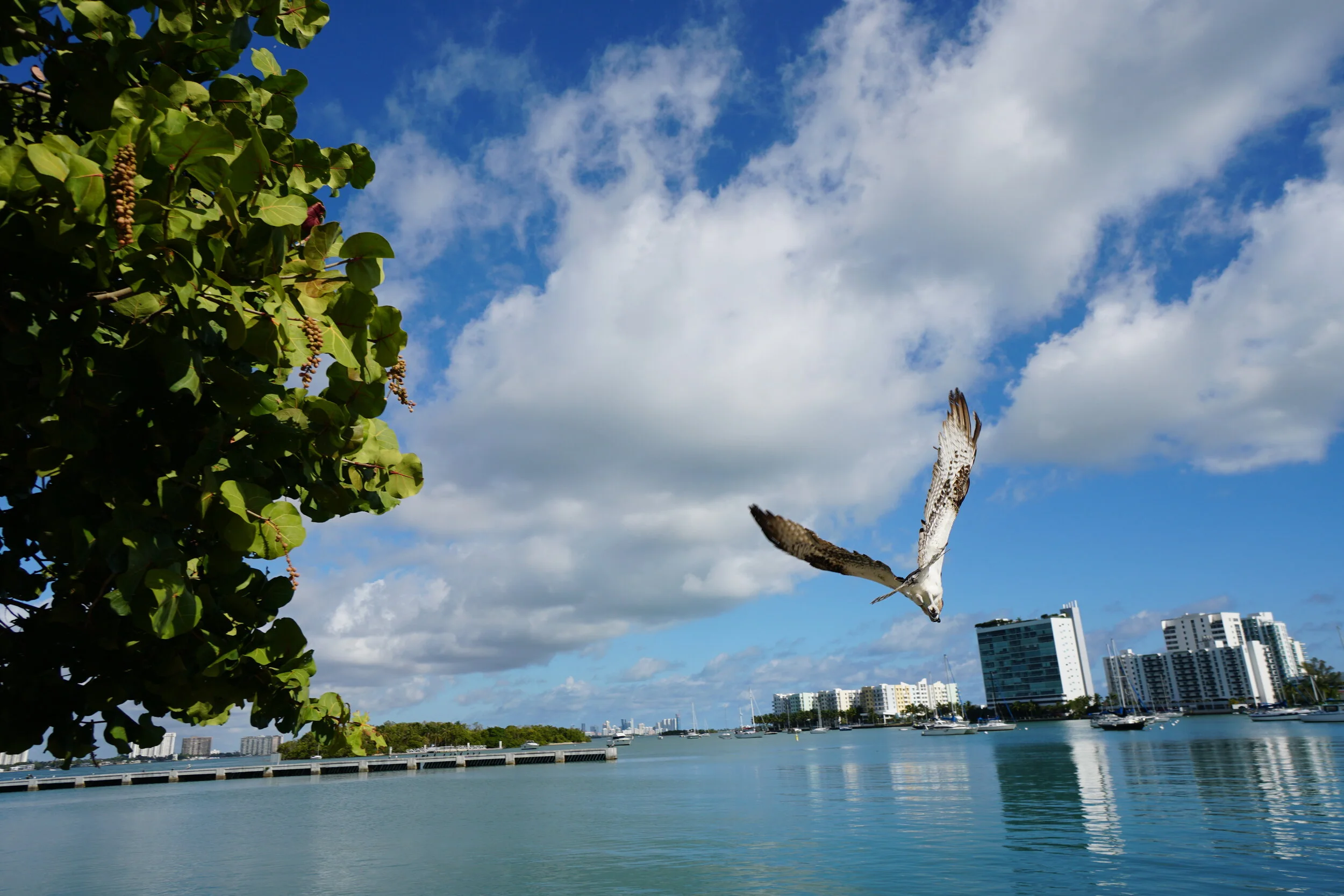 Patient Intake — Pelican Harbor Seabird Station