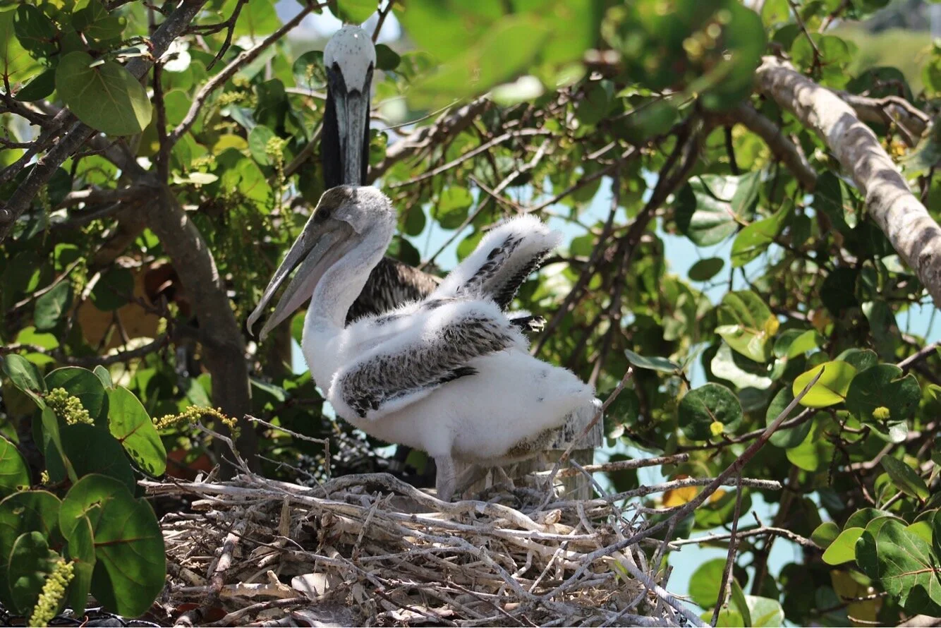 Pelican Harbor Seabird Station