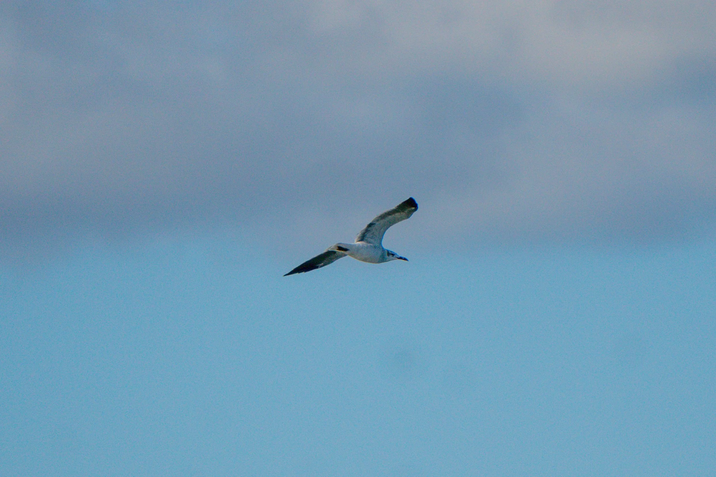 Celebration of Life — Pelican Harbor Seabird Station